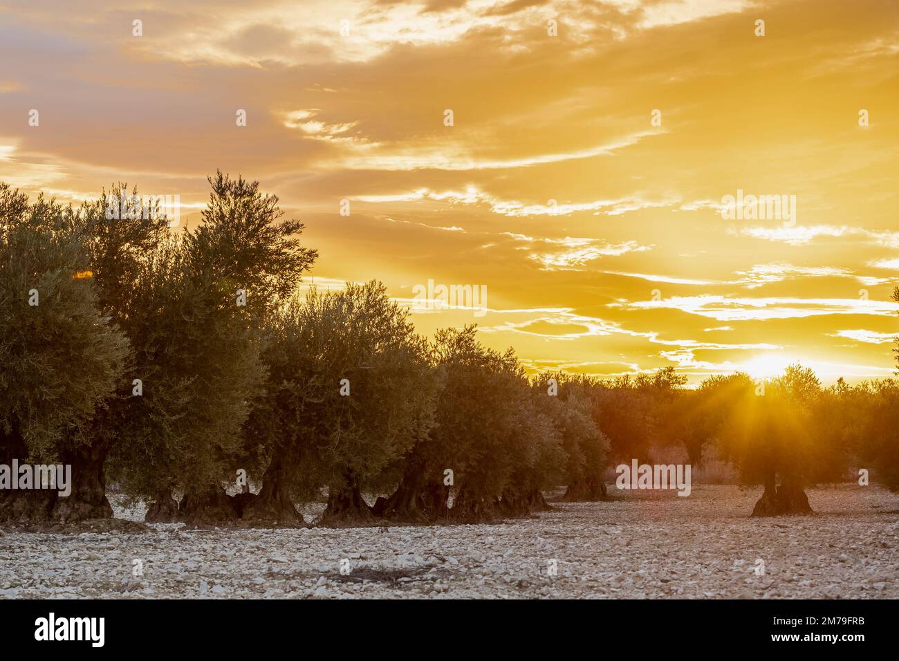 Dramatic sunset over an agricultural landscape of olive trees. The ...