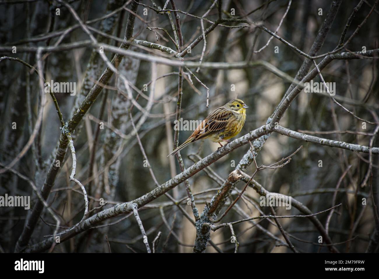 a small bird perched on a tree branch Stock Photo - Alamy