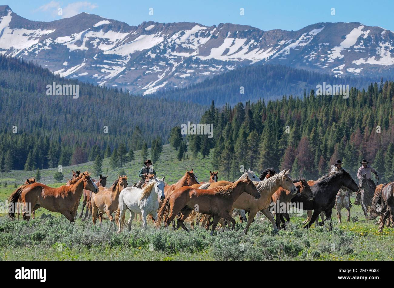 USA; Rocky Mountains; Wyoming; Sublette County; Pinedale; Flying A ...