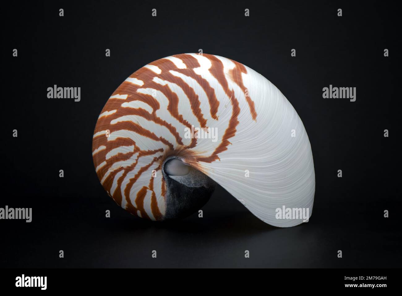 Tiger Nautilus Shell (N. Pompilus) - Black Bacground Stock Photo - Alamy