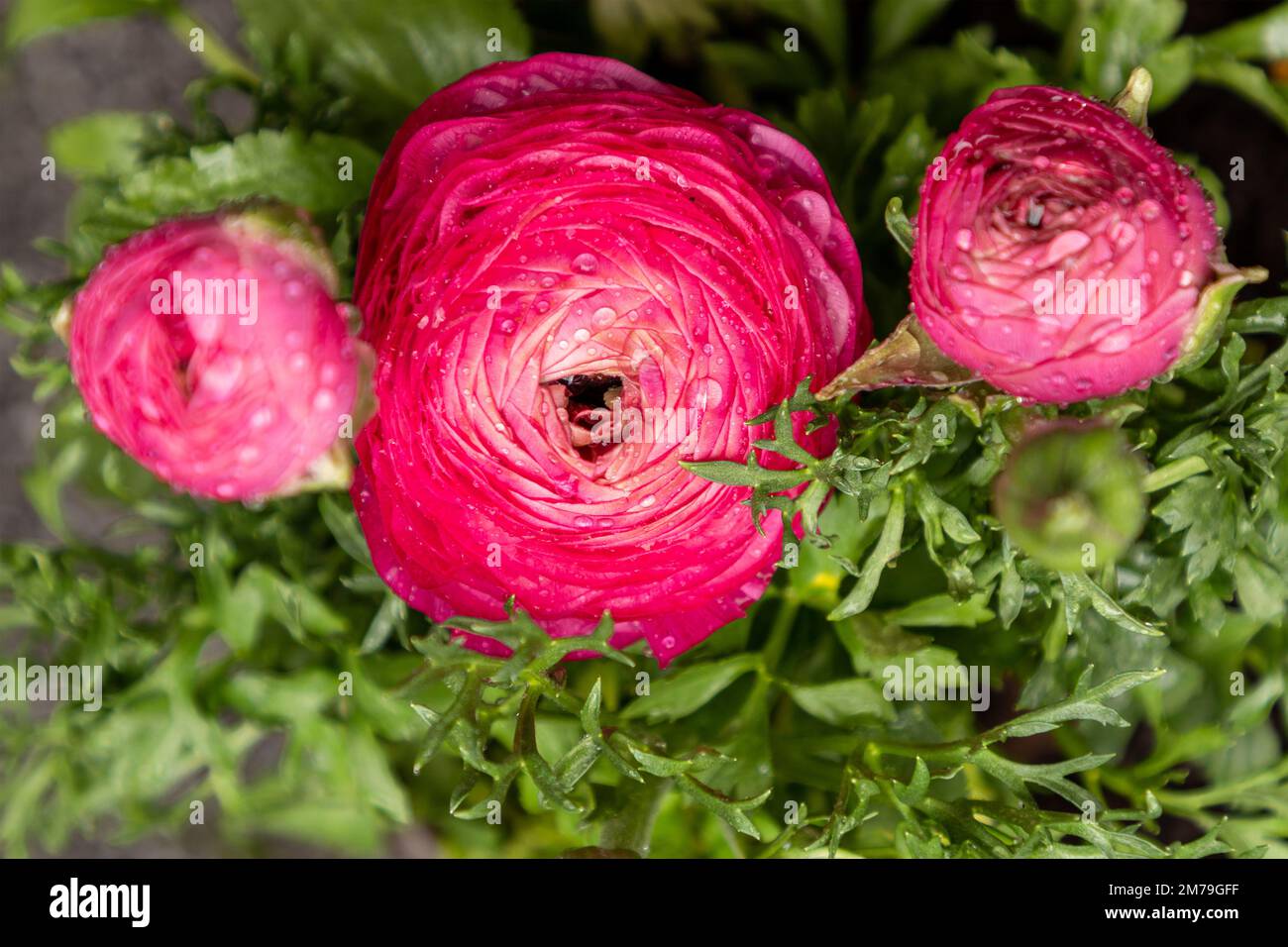 Flowering Asiatic ranunculus. Pink flowers Stock Photo - Alamy