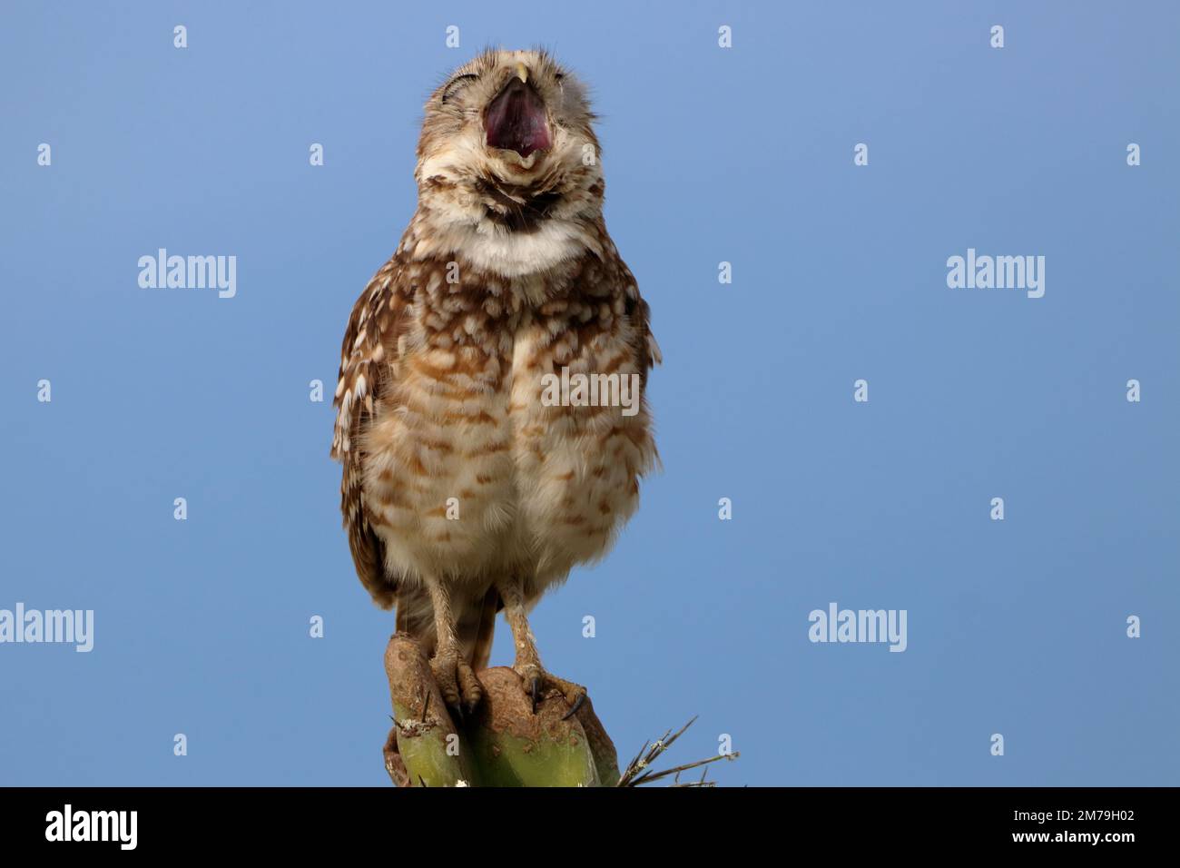 Screaming owl owl hi-res stock photography and images - Alamy