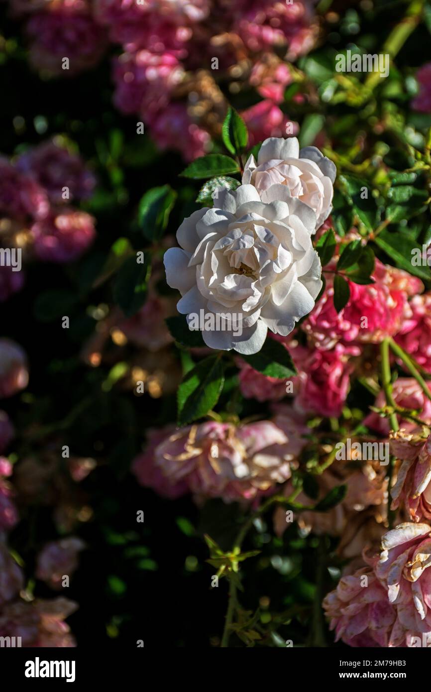 Spring colors, gardens Stock Photo - Alamy