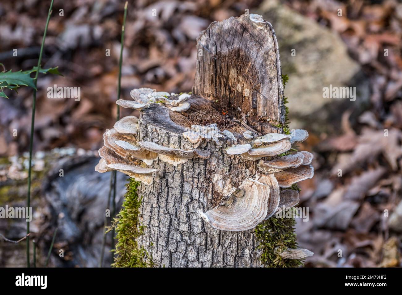 Know as turkey tail fungi growing on the top portion of a recently cut ...