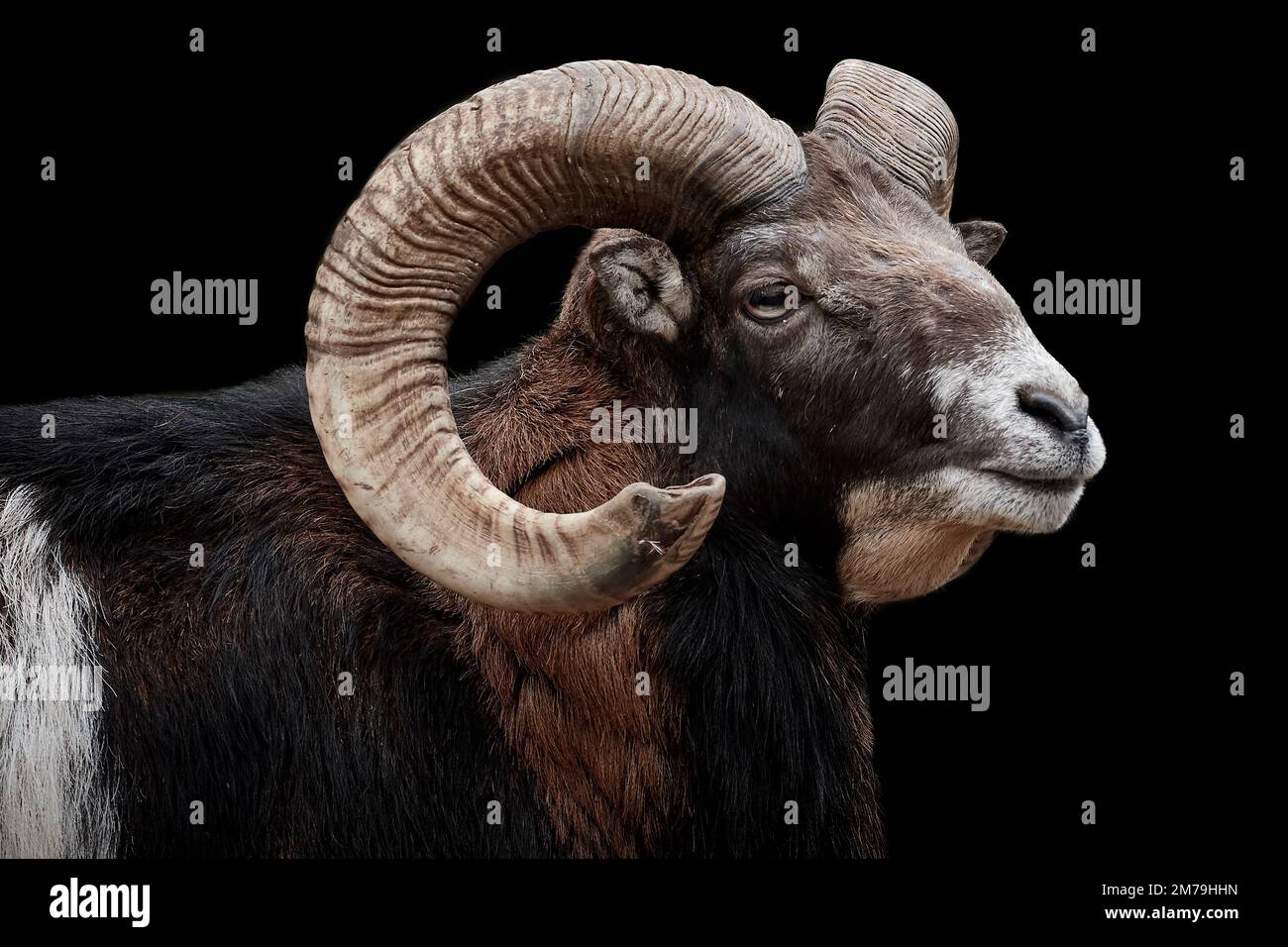 Close-up side view of European mouflon ram (Ovis aries musimon ...