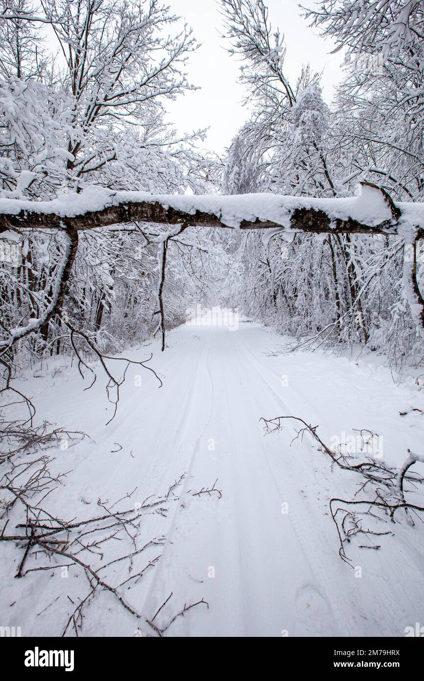 Wisconsin forest and road after a snowstorm with a tree blocking the ...