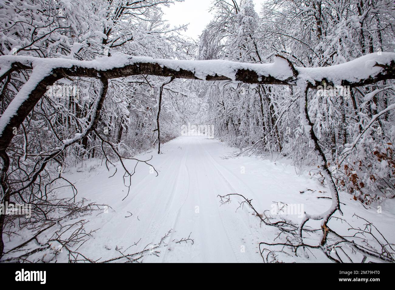 Wisconsin forest and road after a snowstorm with a tree blocking the ...