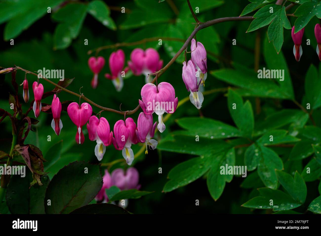 Hanging nature hi-res stock photography and images - Alamy
