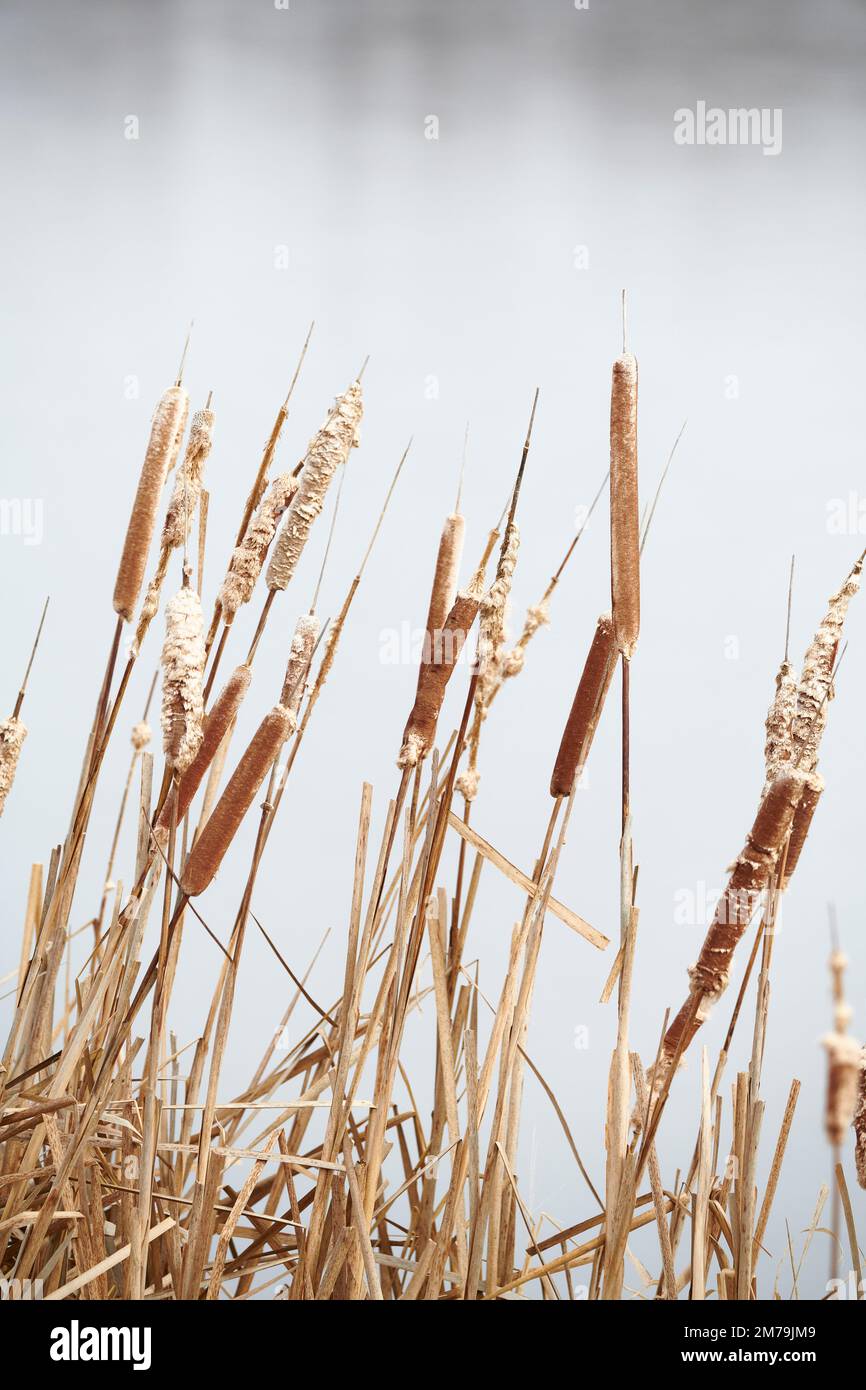 Hunter marsh hi-res stock photography and images - Alamy