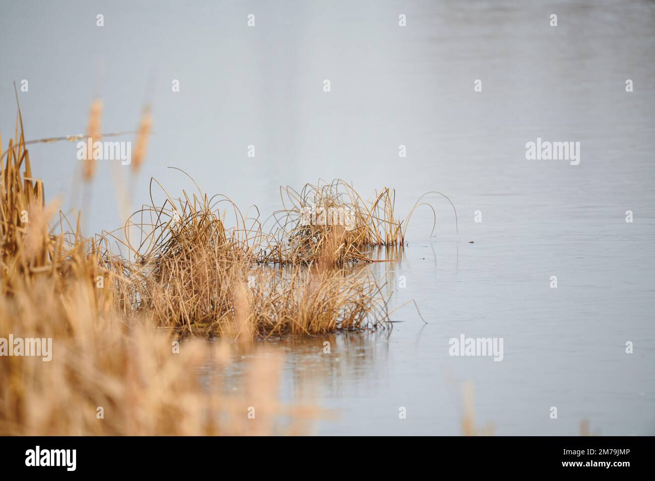 Federally Protected Marsh Land Stock Photo - Alamy