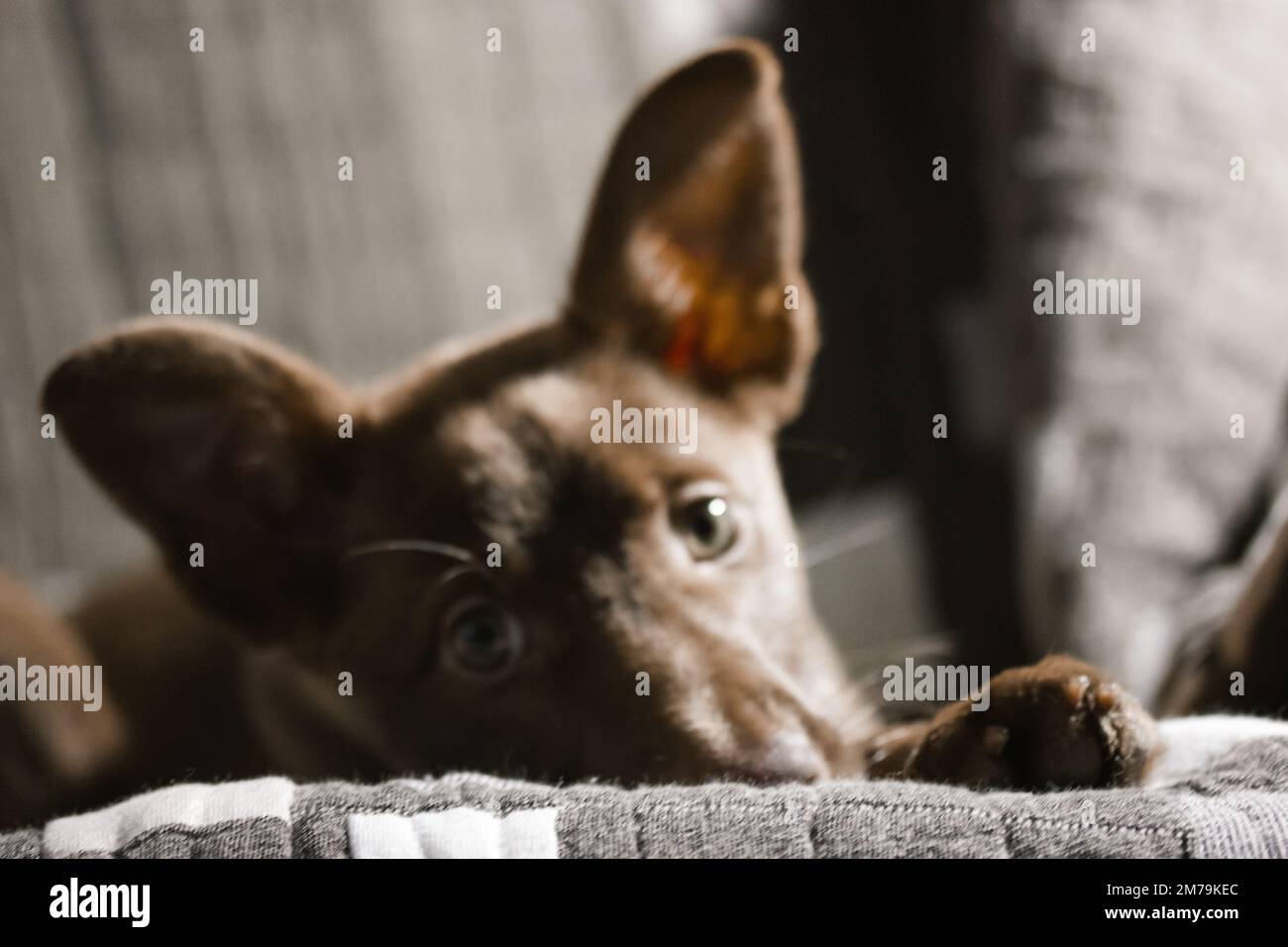 Blurred photo of podenko ibitsenko, ibisan greyhound, ibizan. Hunting ...