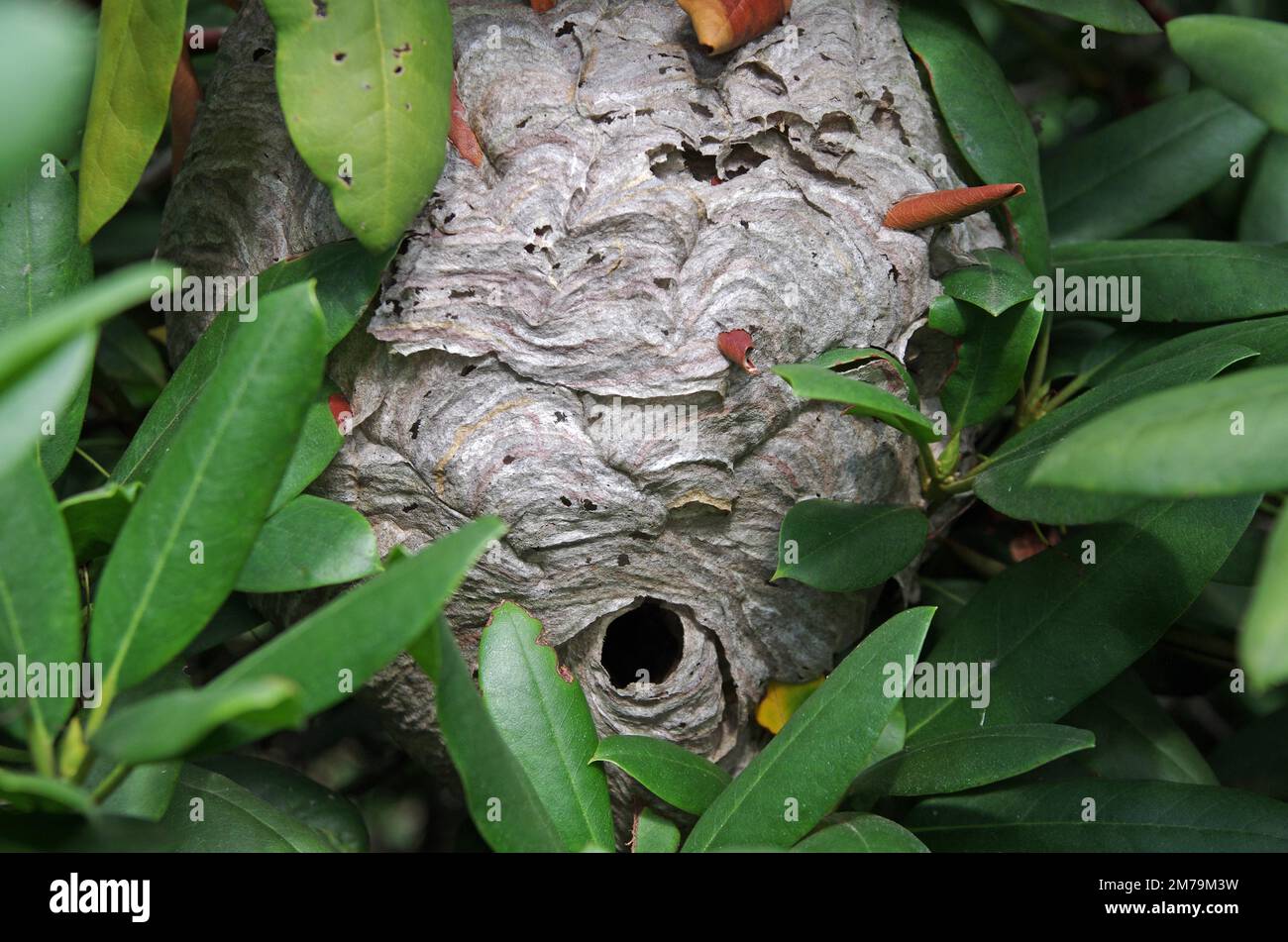 Wasps' nest, Wasps (Vespinae), cherry laurel (Prunus laurocerasus ...