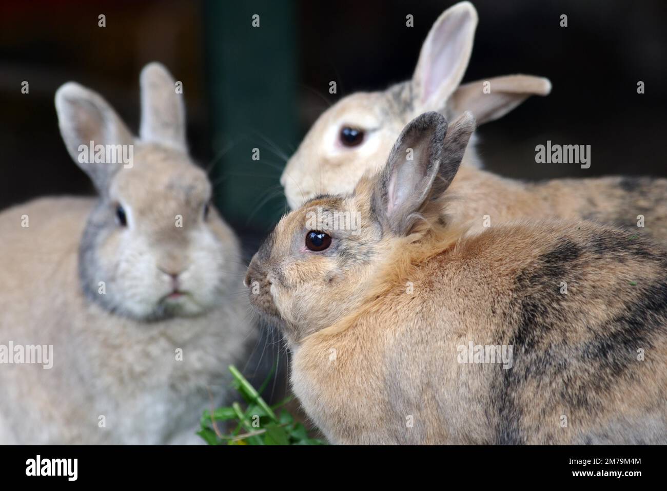 Close-up, domestic rabbit, three, Enclosure, Grass, Three domestic ...