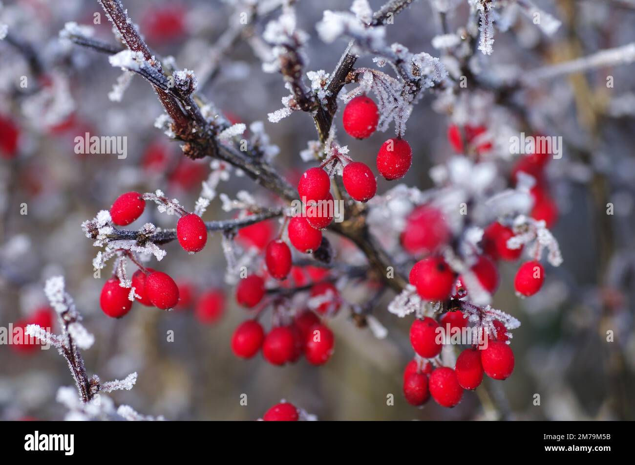 Close-up, barberry (Berberis), berries, red, branch, winter, branches ...
