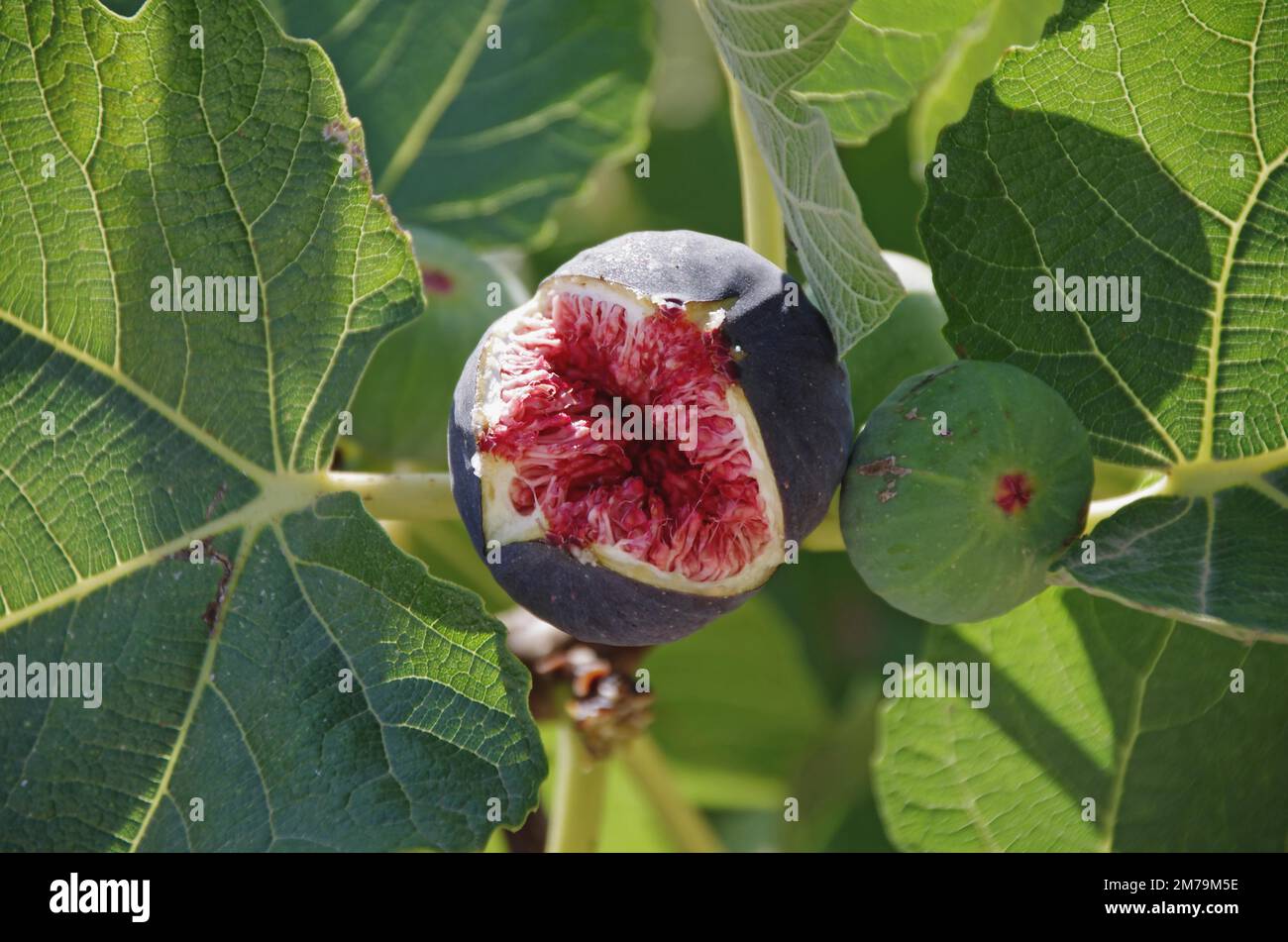Common fig (Ficus carica), Ripe, Tree, Majorca, Spain, A ripe fig hangs ...