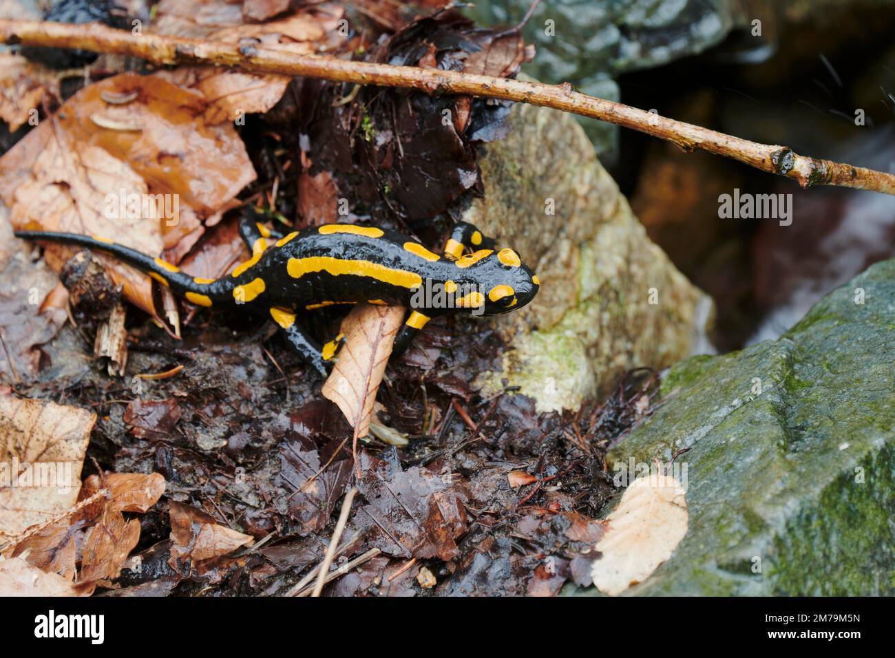 Fire salamander (Salamandra salamandra), Lower Saxony, Germany Stock ...
