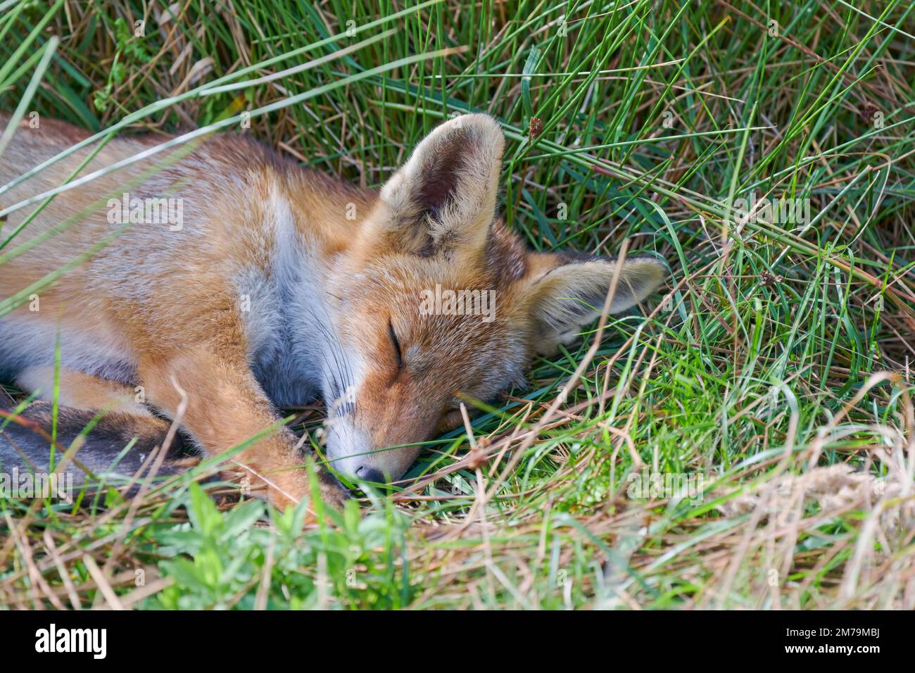 Red fox (Vulpes vulpes), Amsterdam, NIederlande Stock Photo - Alamy