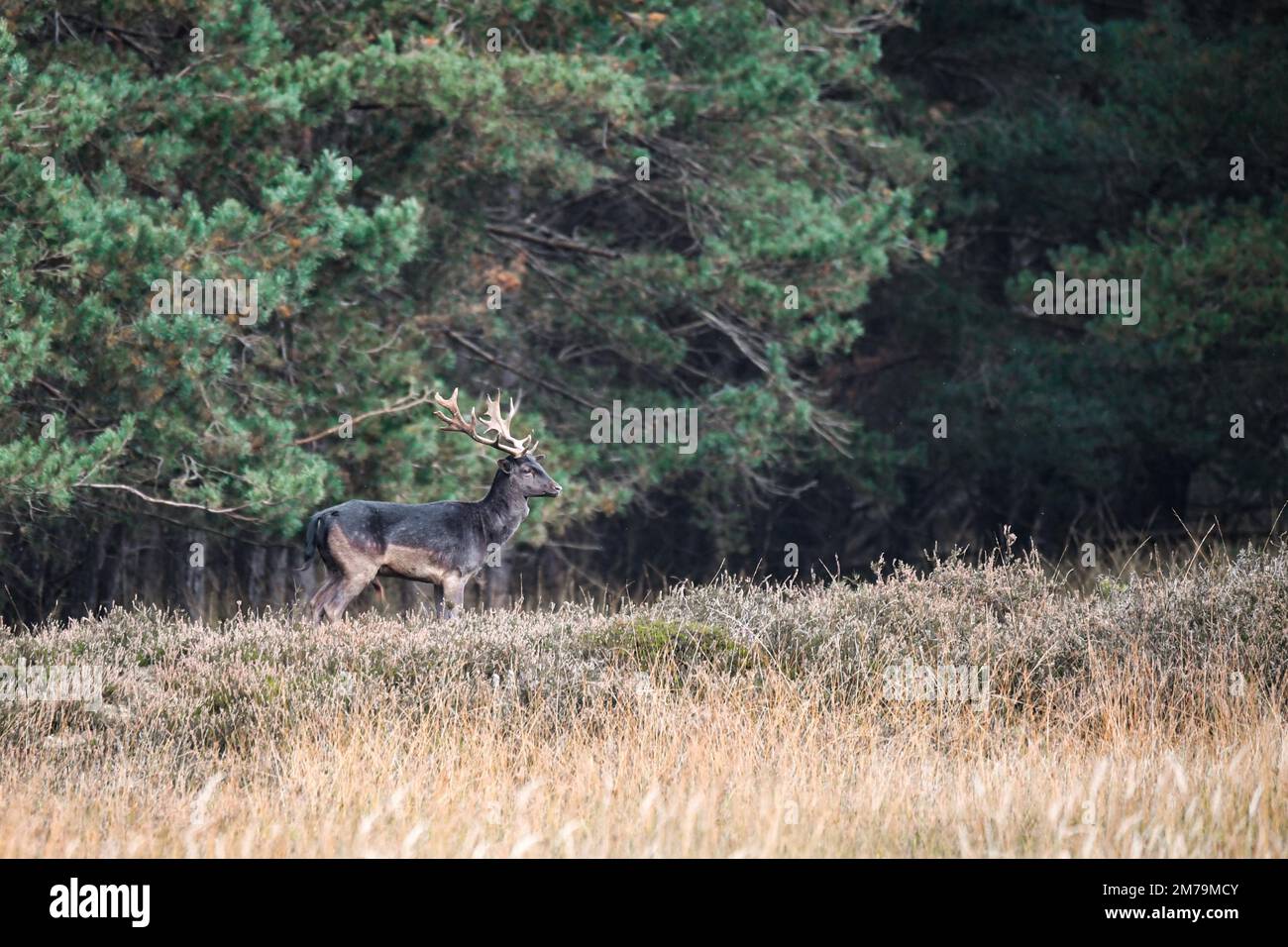 Fallow deer (Dama dama), male standing in forest clearing looking at ...