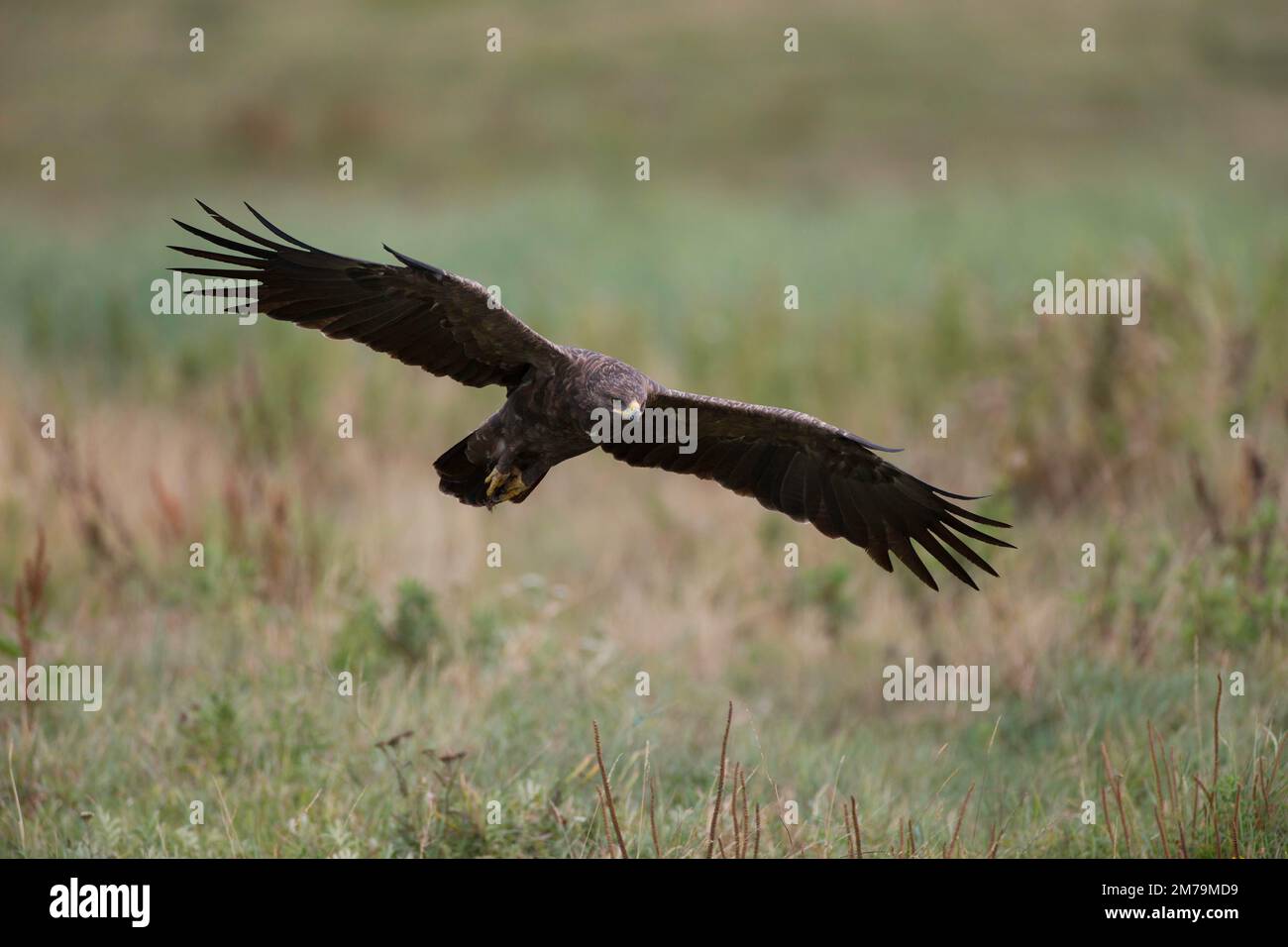 Lesser Spotted Eagle (Clanga pomarina) in flight, Mecklenburg ...