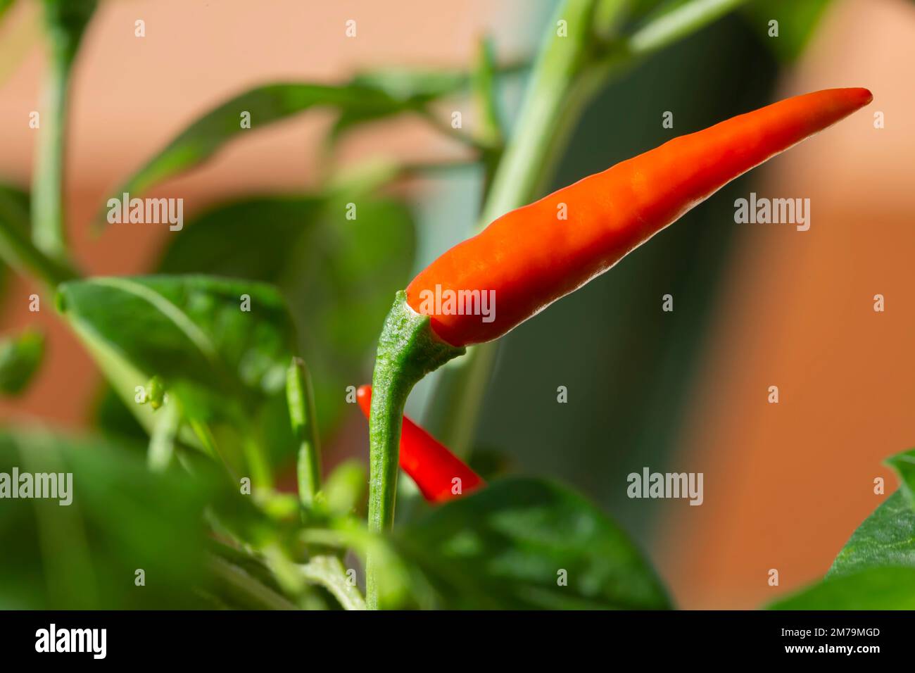 Hot pepper close up hi-res stock photography and images - Alamy