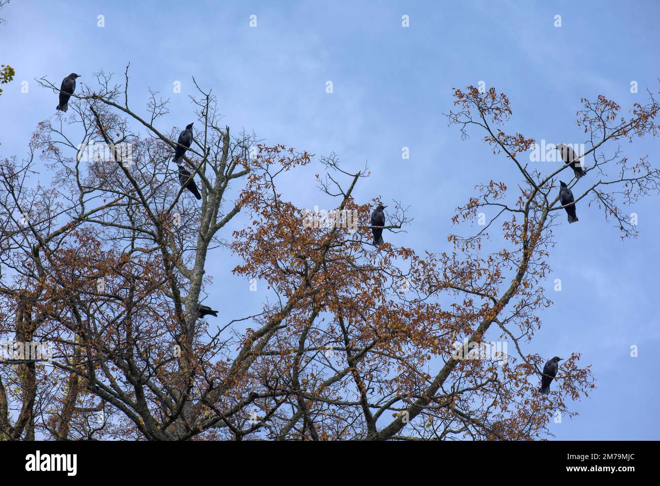 Corvid (Corvidae) in a tree, Bavaria, Germany Stock Photo - Alamy
