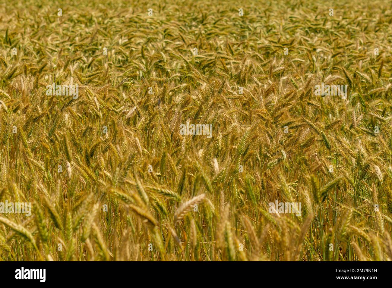 Wheat fields in the sunming organic far Stock Photo - Alamy