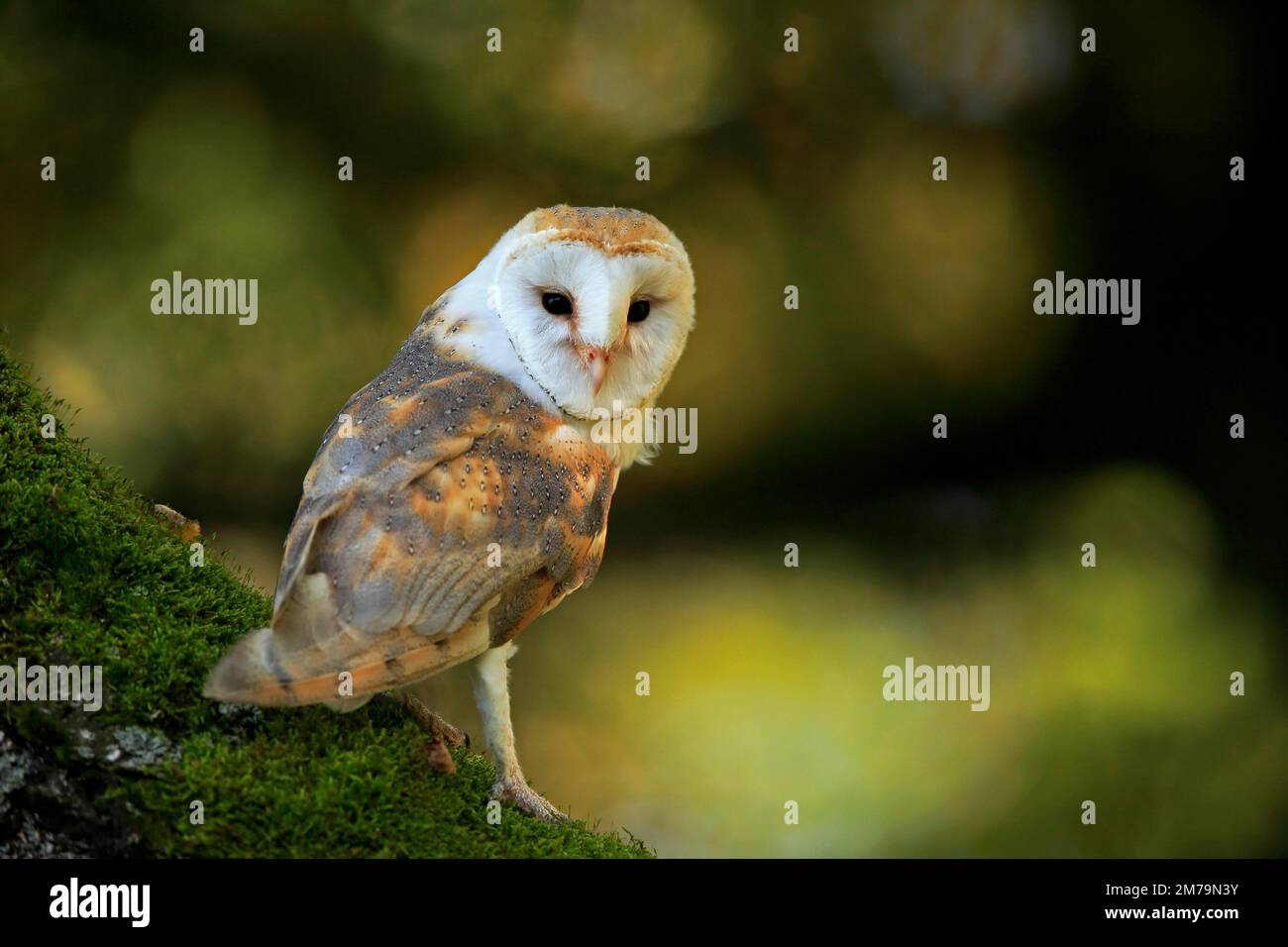 Common barn owl (Tyto alba), adult, alert, on tree, Bohemian Forest, Czech Republic Stock Photo ...