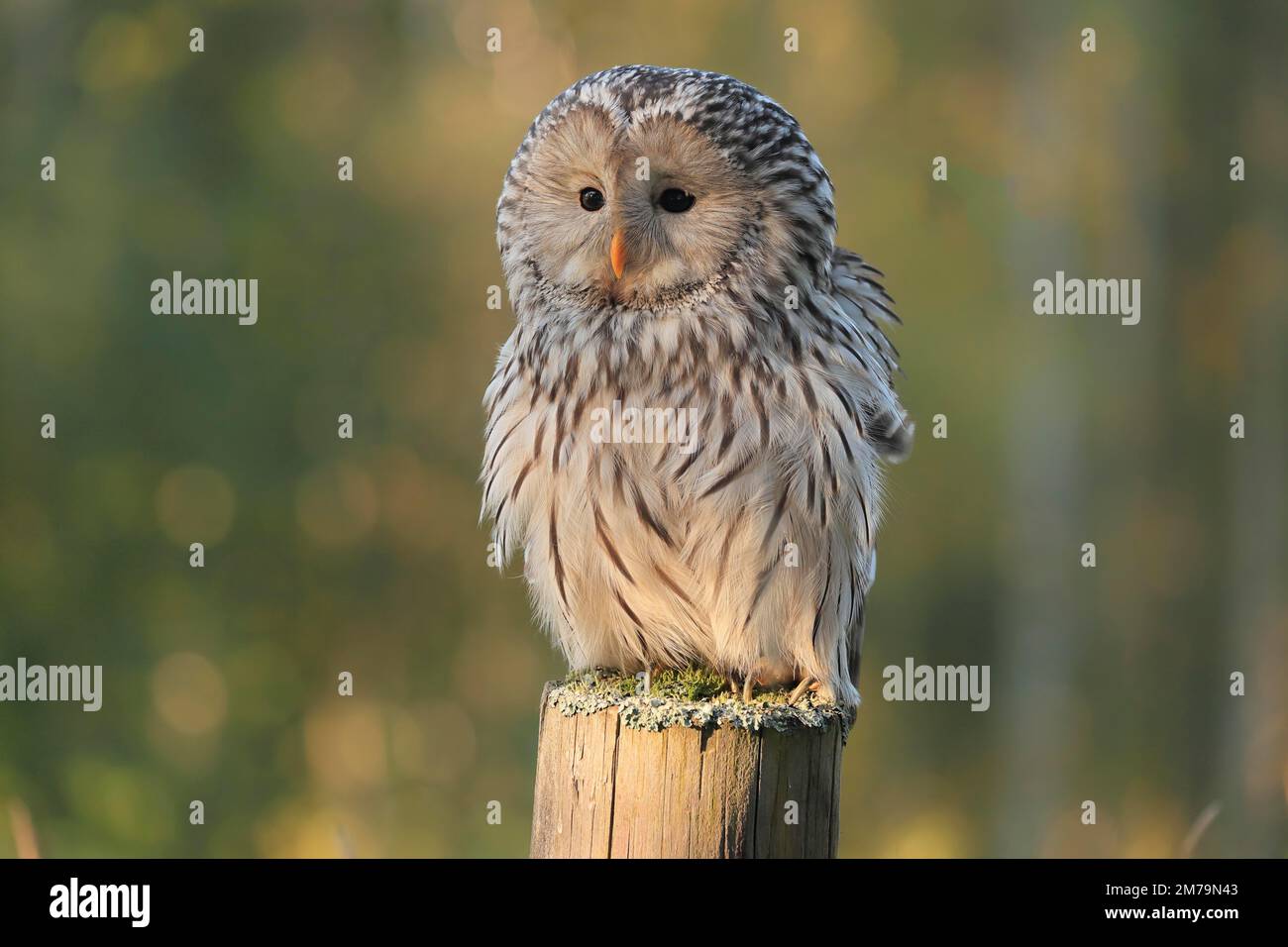 Ural Owl (Strix uralensis), adult, perch, alert, Sumava, Czech Republic ...