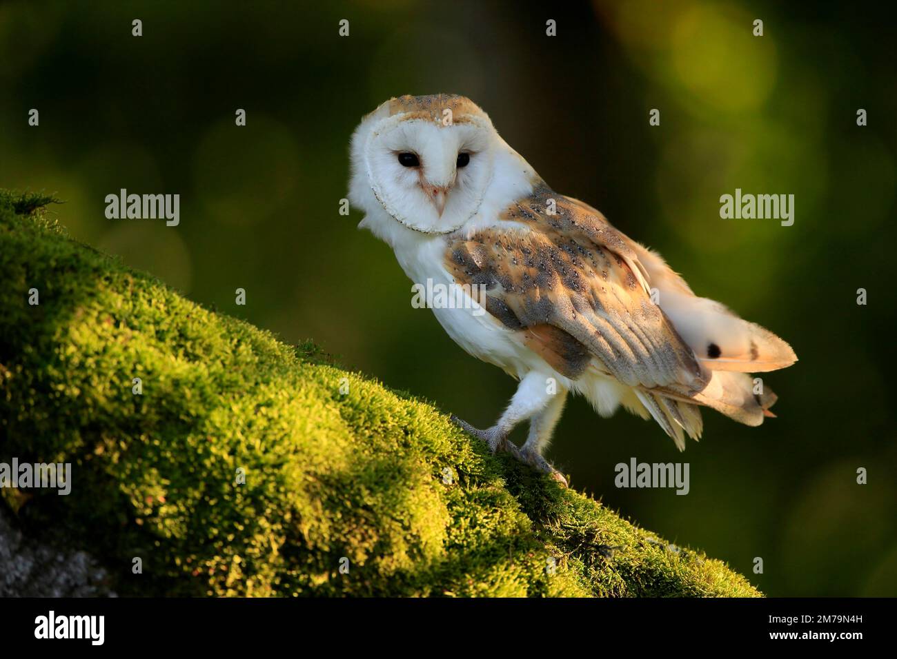 Common barn owl (Tyto alba), adult, alert, on tree, Bohemian Forest ...