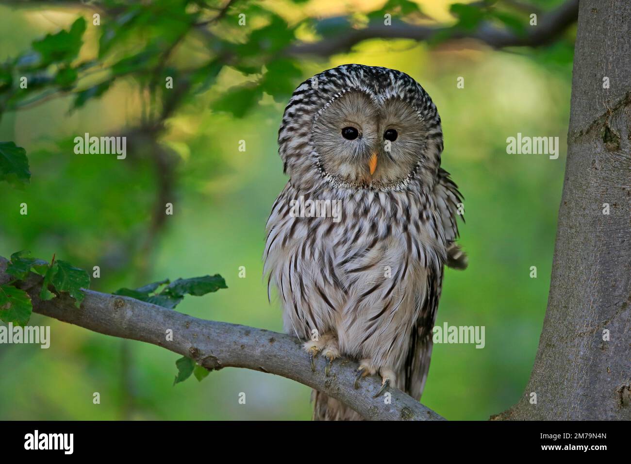 Ural Owl (Strix uralensis), adult, perch, alert, Sumava, Czech Republic Stock Photo - Alamy