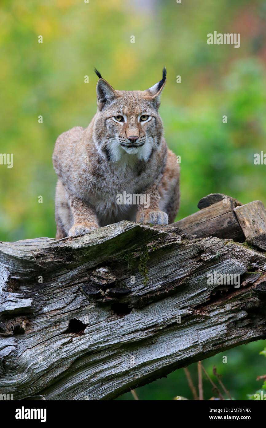 Dead lynx is hi-res stock photography and images - Alamy
