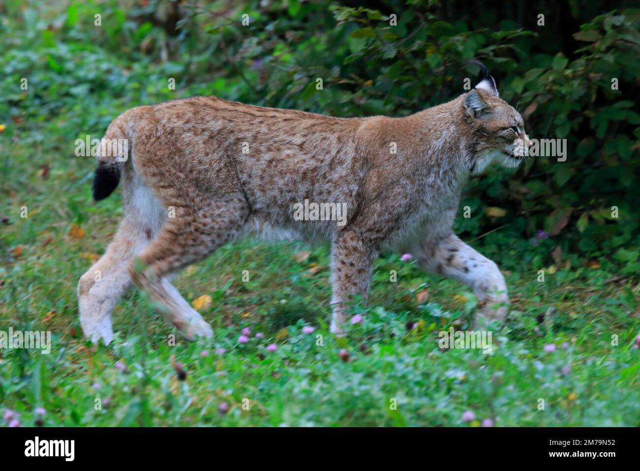 Eurasian lynx (Lynx lynx), adult, stalking, in a meadow, alert, Germany ...