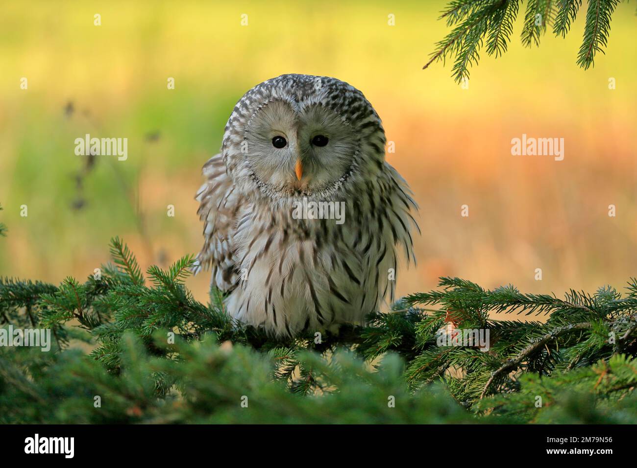 Ural Owl (Strix uralensis), adult, on fir tree, alert, Bohemian Forest ...
