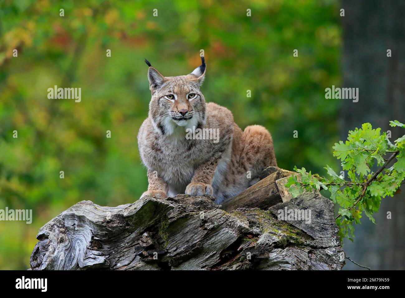 Eurasian lynx dead hi-res stock photography and images - Alamy