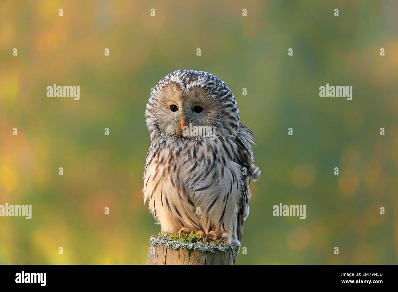Ural Owl (Strix uralensis), adult, perch, alert, Sumava, Czech Republic Stock Photo - Alamy