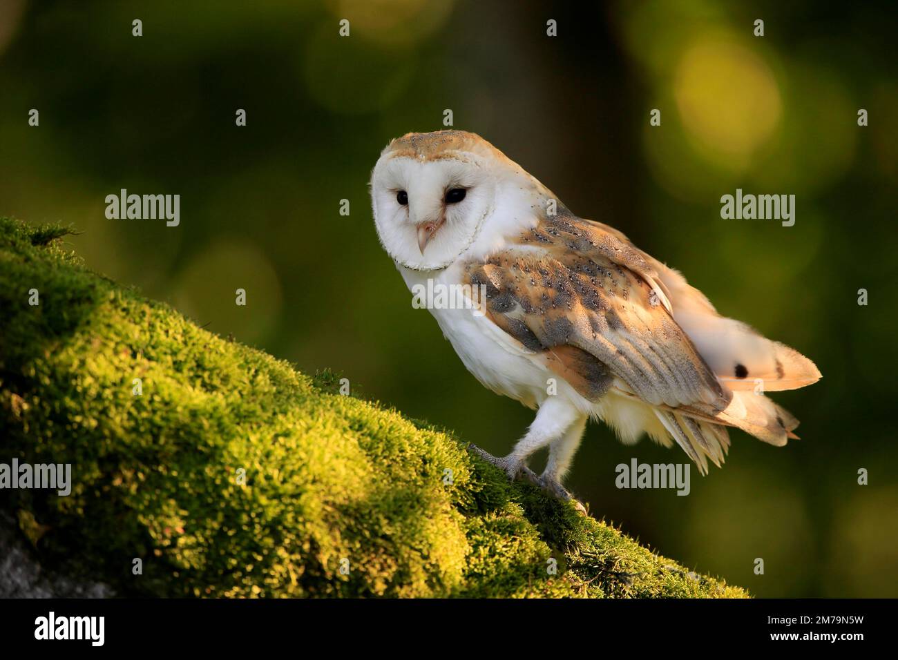 Common barn owl (Tyto alba), adult, alert, on tree, Bohemian Forest ...