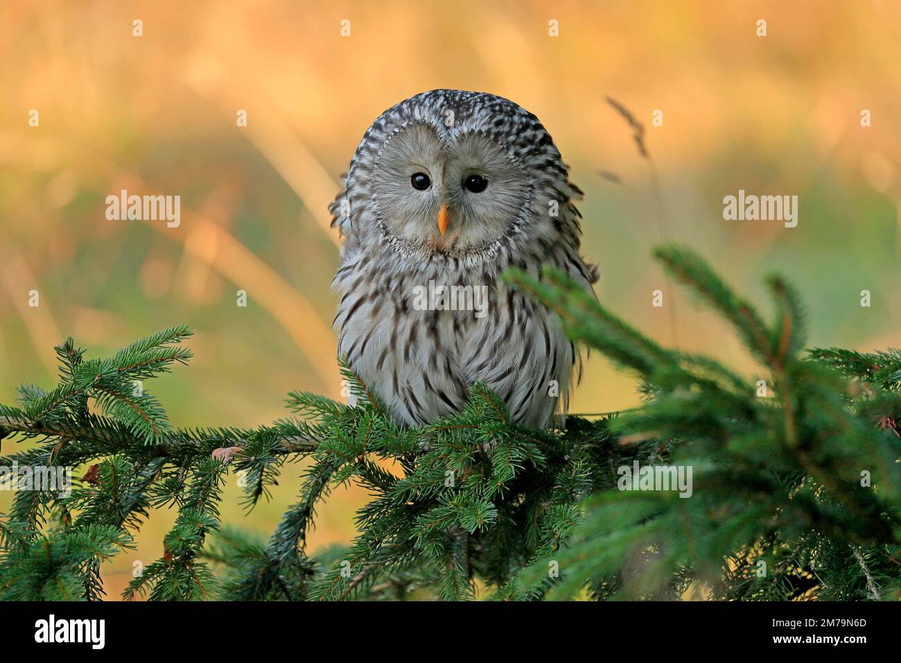 Ural Owl (Strix uralensis), adult, on fir tree, alert, Bohemian Forest ...