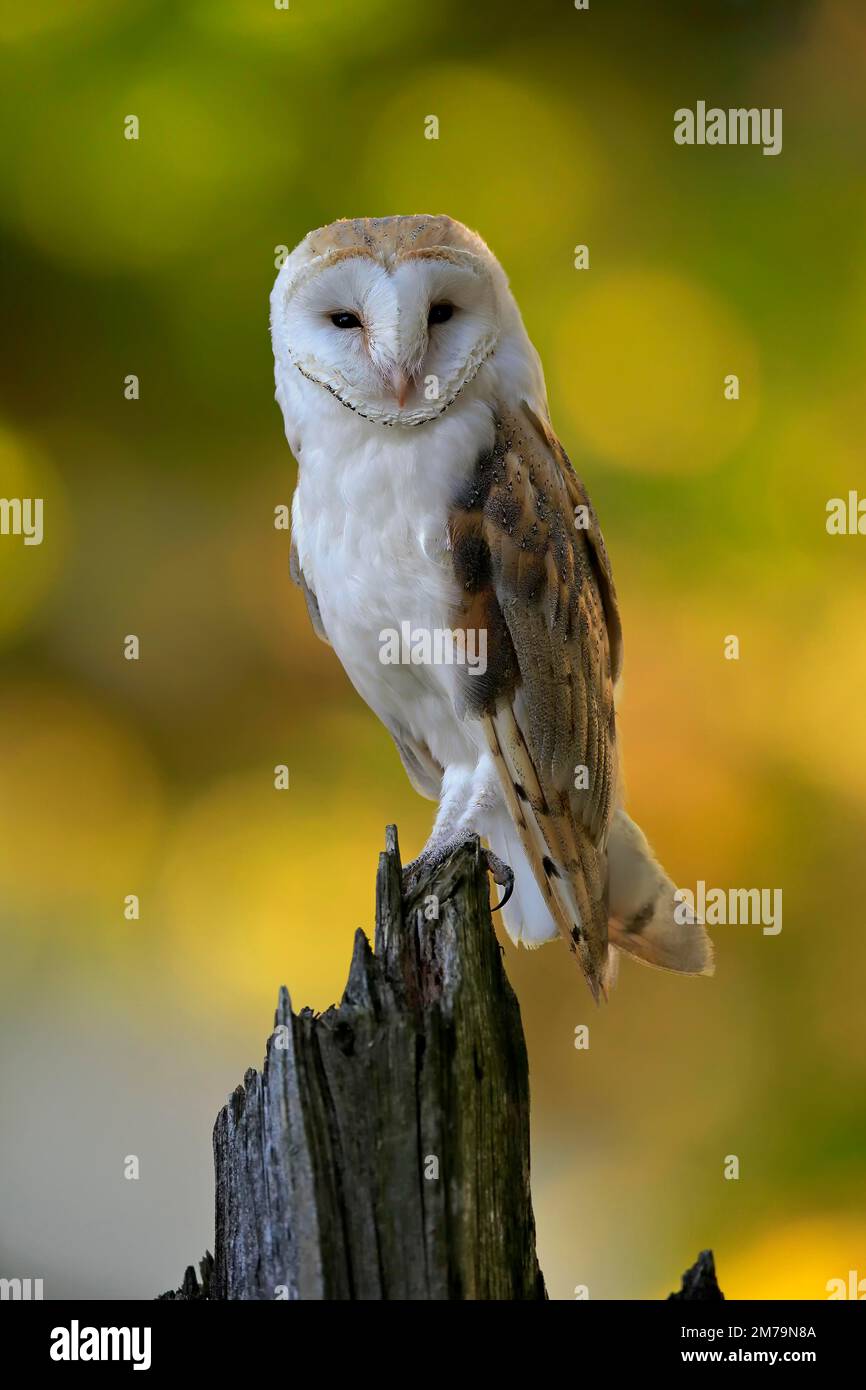 Common barn owl (Tyto alba), adult, alert, perch, Bohemian Forest, Czech Republic Stock Photo ...