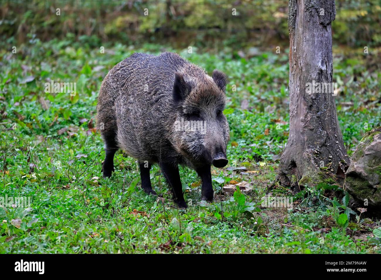 Wild boar (Sus scrofa), adult, male, running, in the forest, boar ...