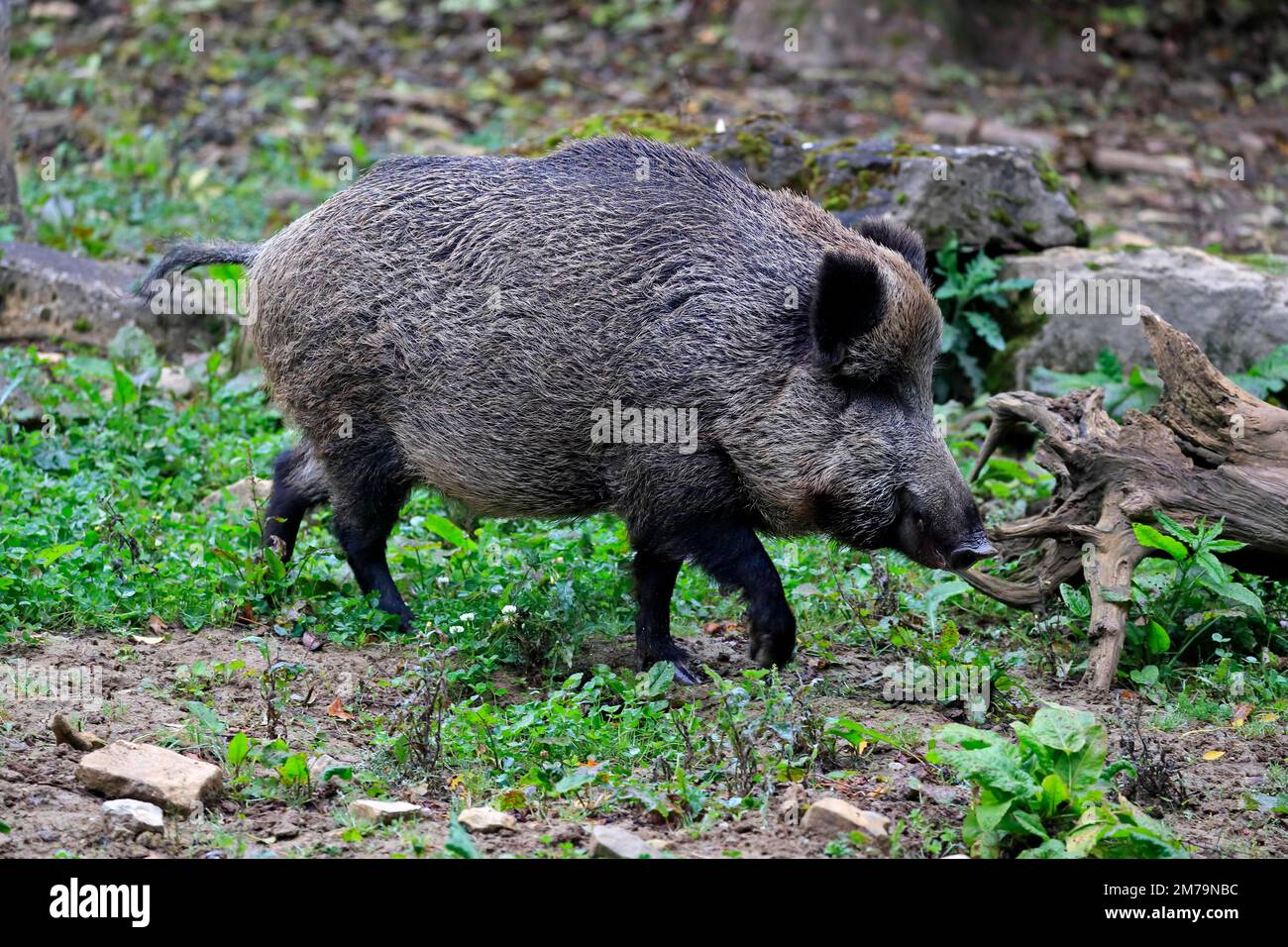 Wild boar (Sus scrofa), adult, male, running, in the forest, boar ...