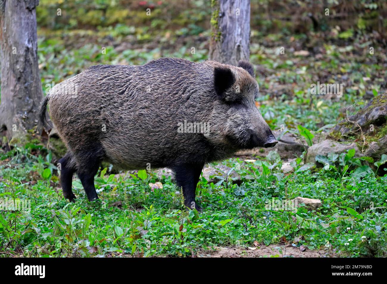 Wild boar (Sus scrofa), adult, male, running, in the forest, boar ...