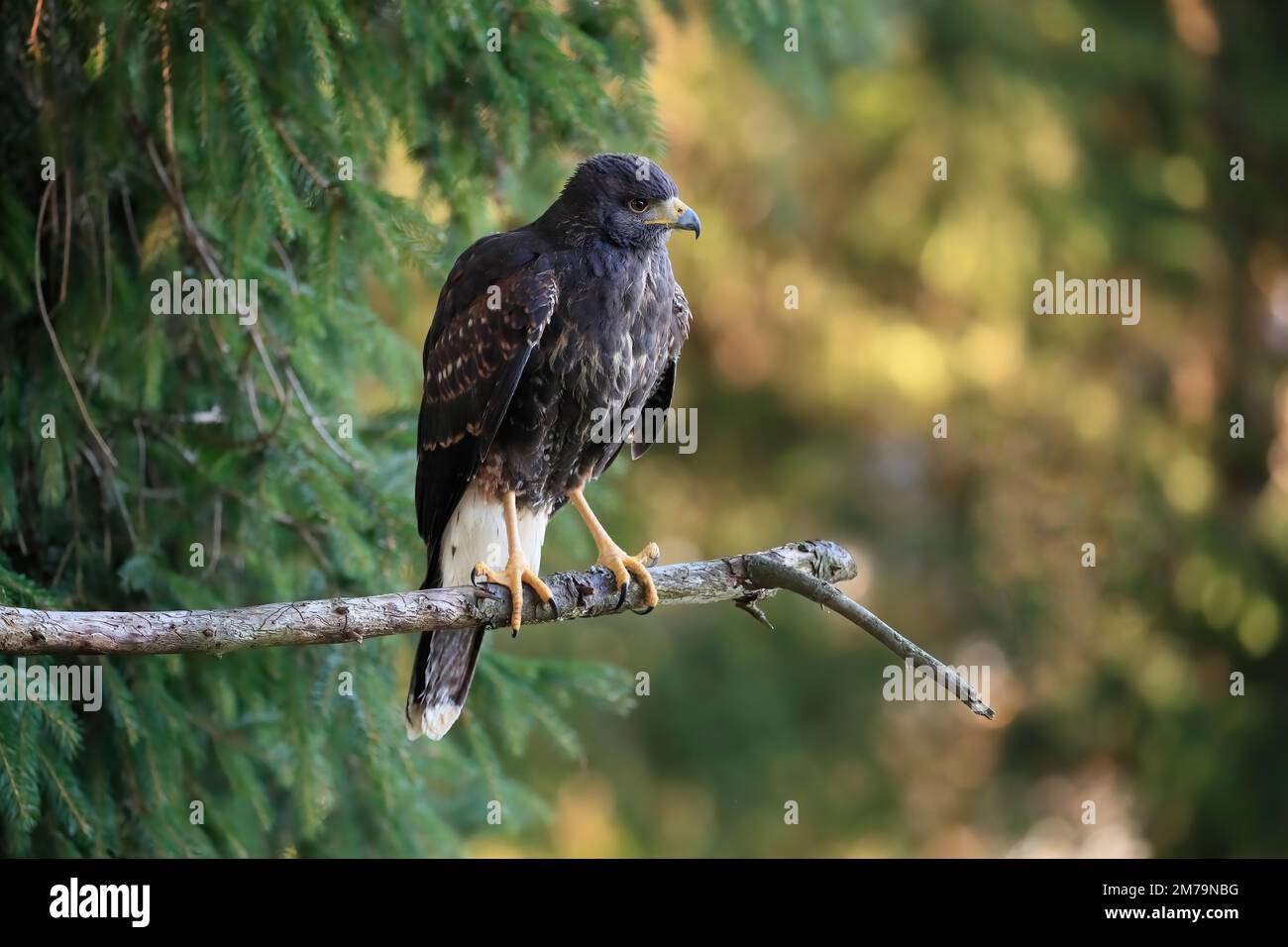 Harris's hawk (Parabuteo unicinctus), adult, not coloured, autumn, on ...