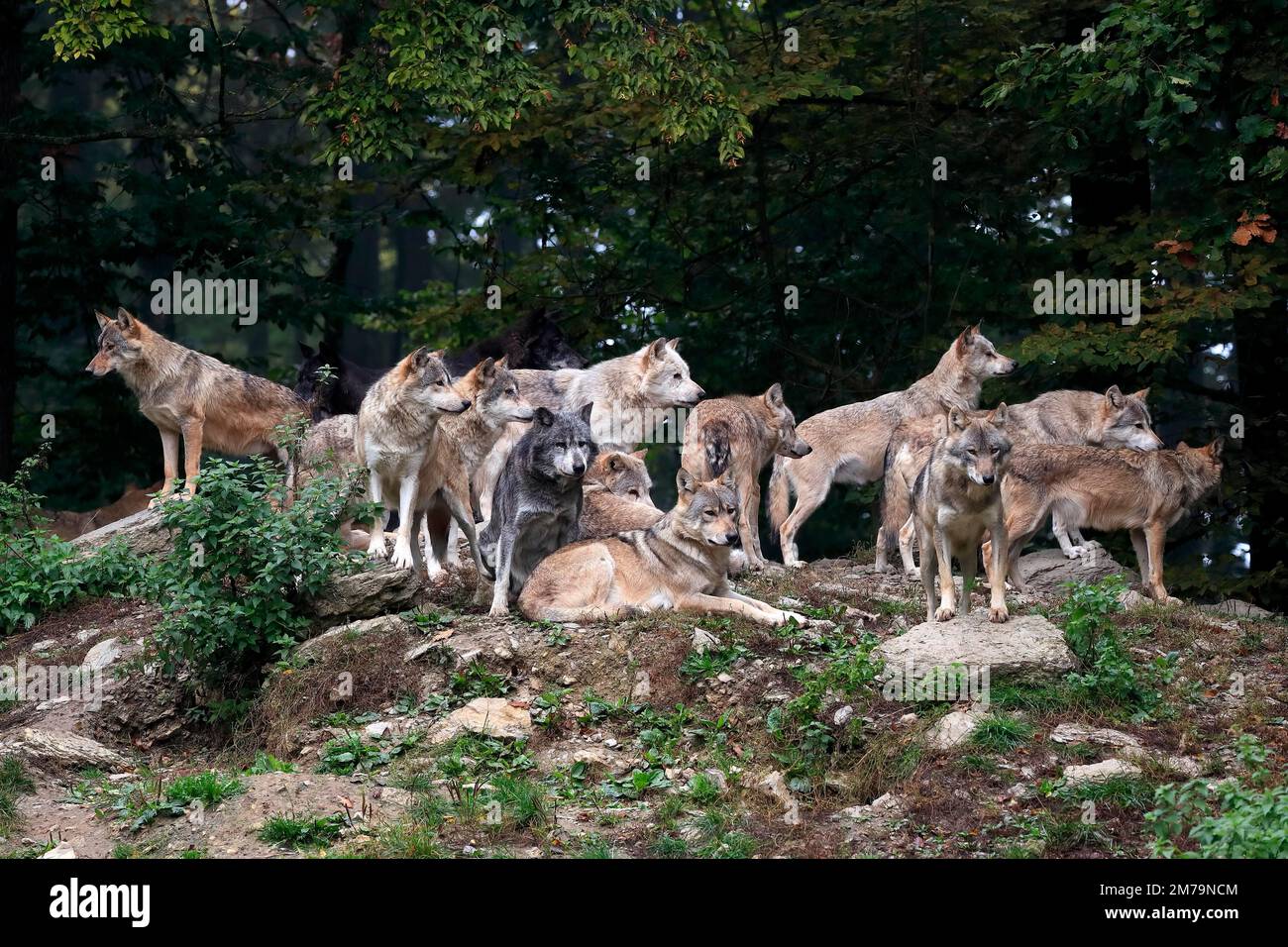 Gray wolf (Canis lupus), adult, pack, group, vigilant, captive, Germany ...