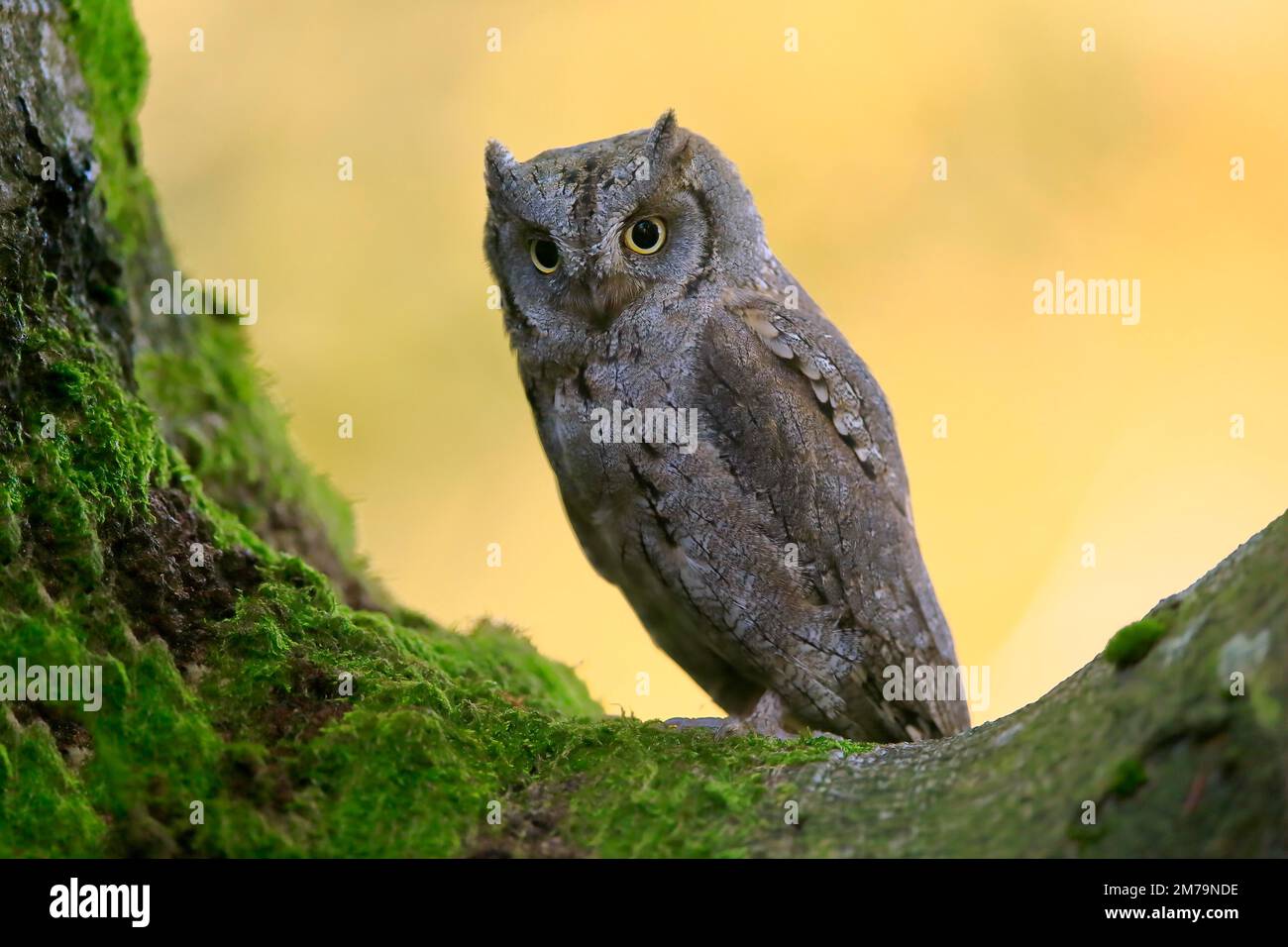 European scops owl (Otus scops), adult, on tree, in autumn, alert ...