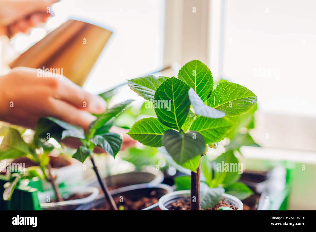 Watering hydrangea cuttings with watering can. Growing hydrangeas on ...
