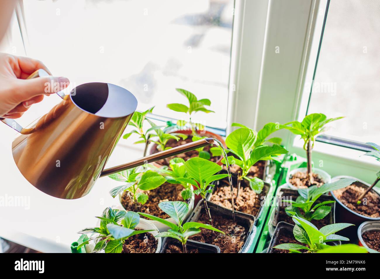 Gardener watering hydrangea cuttings with watering can. Growing ...