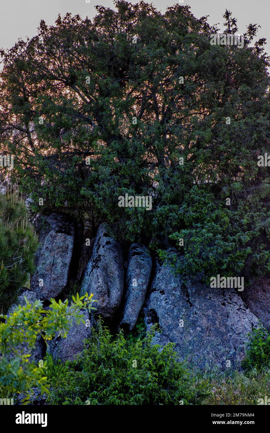 tree and sunrise in the Sierra de Guadarrama in the Community of Madrid ...
