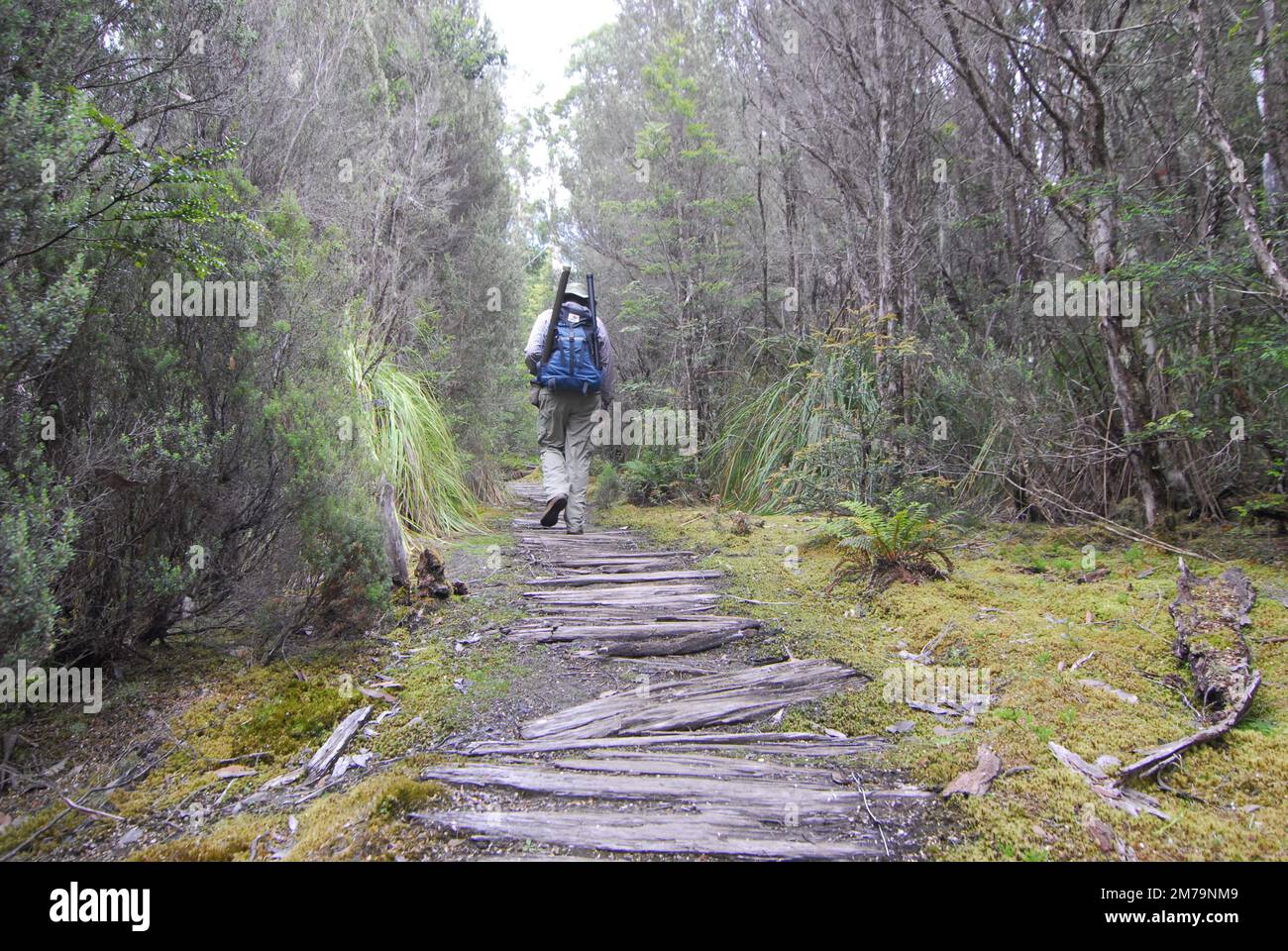 A lone hiker heading into the Lake St Clair wilderness in search of ...