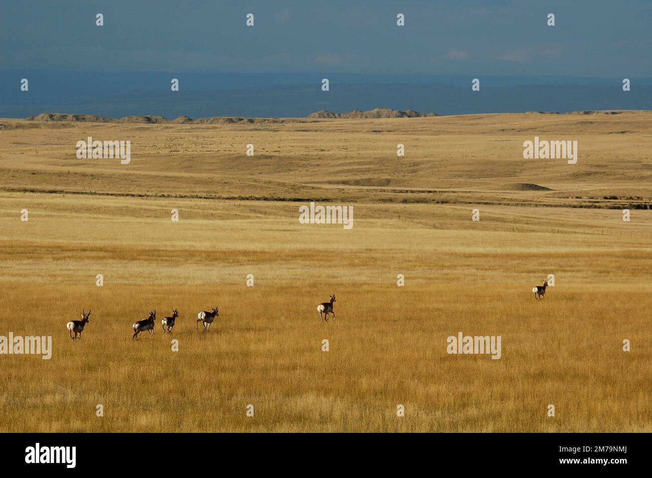 USA, Great Plains, Wyoming, Oregon Trail, Pronghorn, Antelope ...