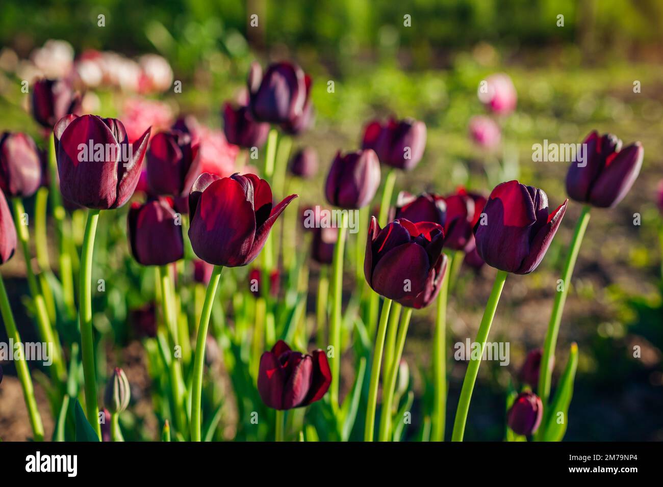 Close up of black purple tulips Queen of night in spring garden. Dark ...